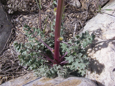 A Plant a Day: Lobeleaf Groundsel-Packera multilobata