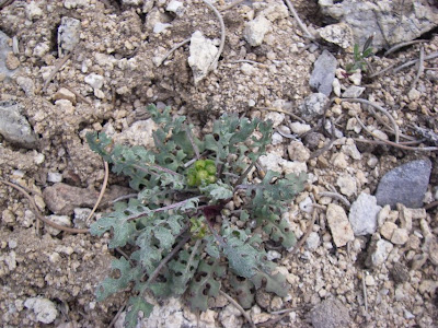 A Plant a Day: Lobeleaf Groundsel-Packera multilobata
