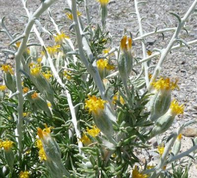 A Plant a Day: Shortspine Horsebrush-Tetradymia spinosa