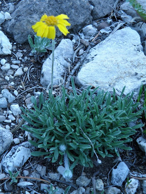 A Plant a Day: Stemless Four-nerve Daisy--Tetraneuris acaulis