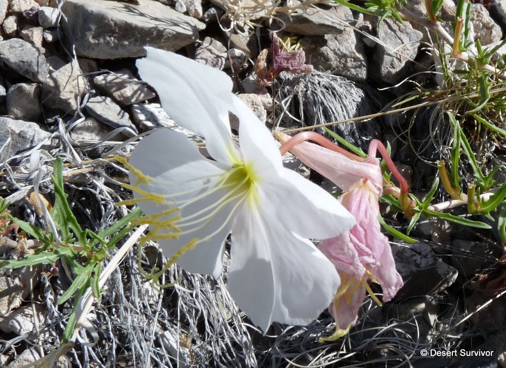 A Plant a Day: Pale Evening Primrose-Oenothera pallida