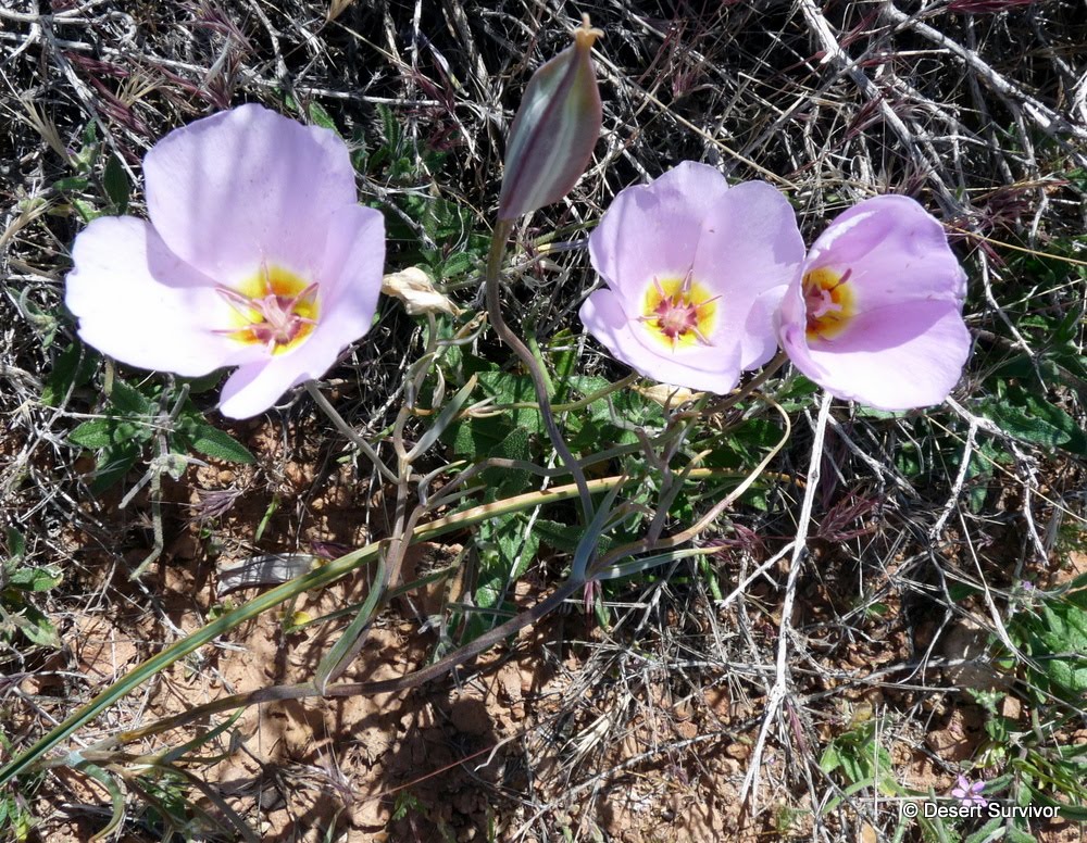 Desert Survivor: Zion and More