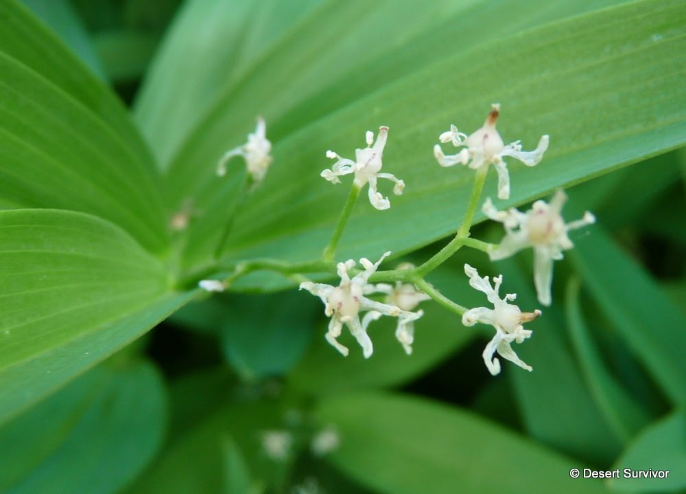 A Plant a Day: Starry False Lily of the Valley-Maianthemum stellatum