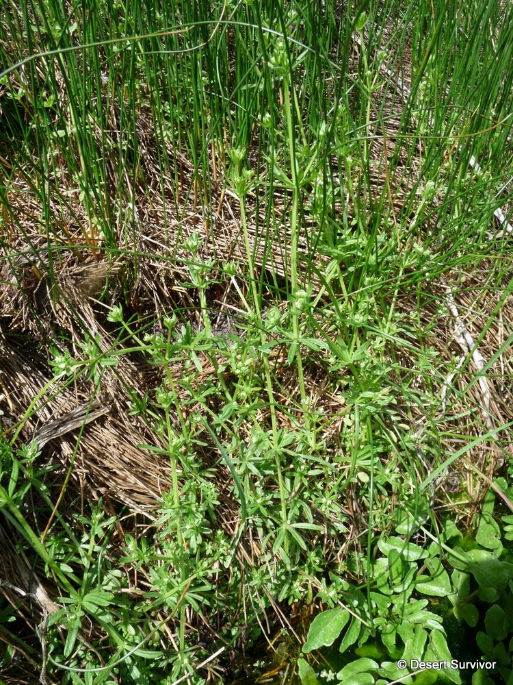 A Plant a Day: Stickywilly-Galium aparine