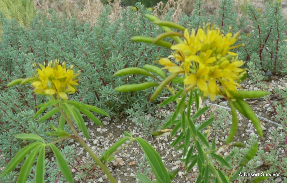 A Plant a Day: Yellow Spiderflower-Cleome lutea