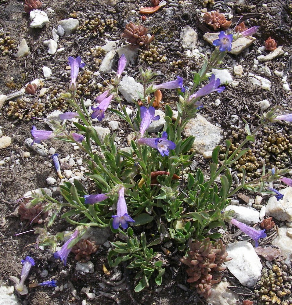 A Plant a Day: Low Beardtongue-Penstemon humilis