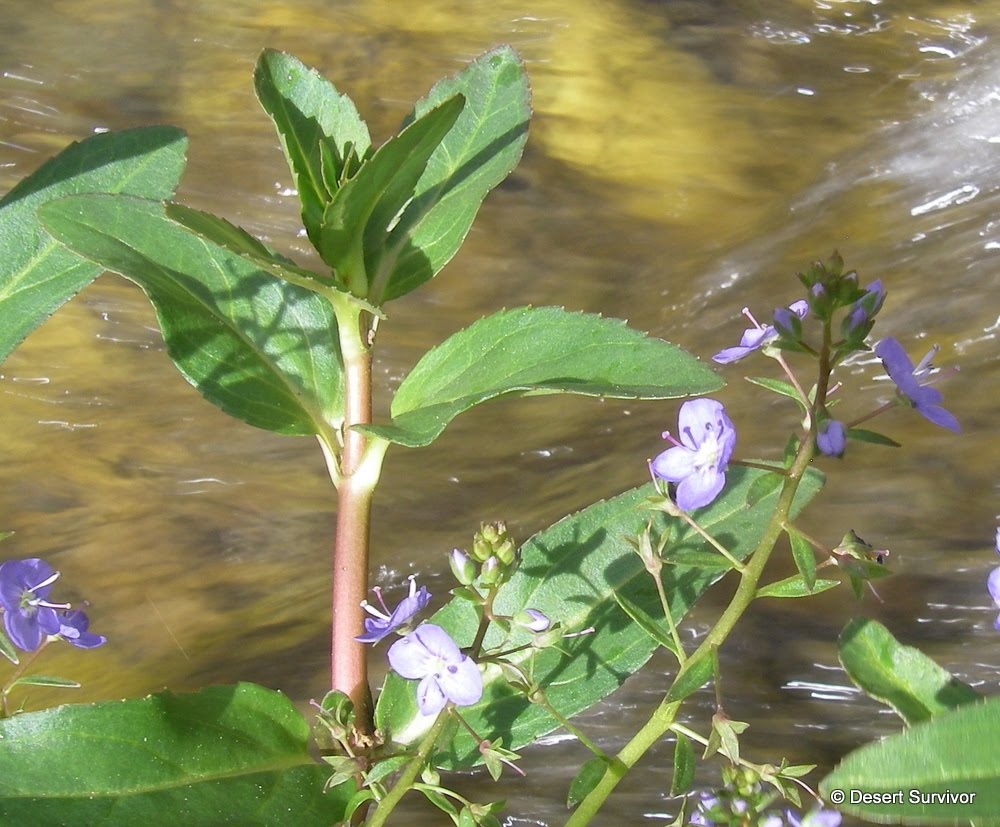 A Plant a Day: American Speedwell-Veronica americana