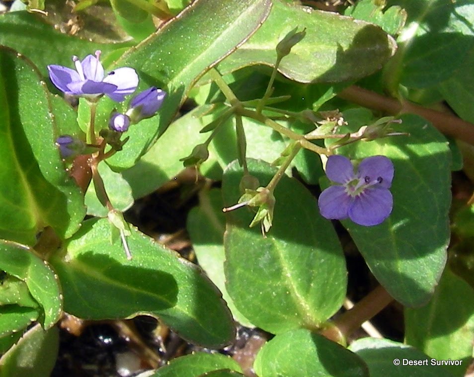 A Plant a Day: American Speedwell-Veronica americana