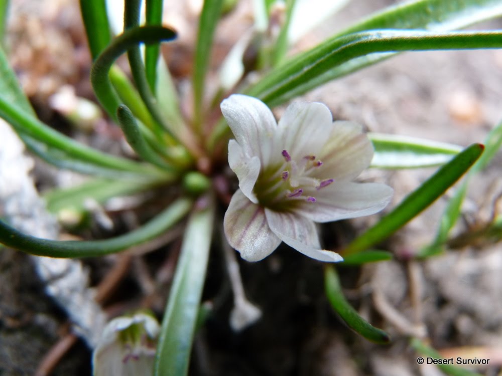 A Plant a Day: Alpine Lewisia-Lewisia pygmaea