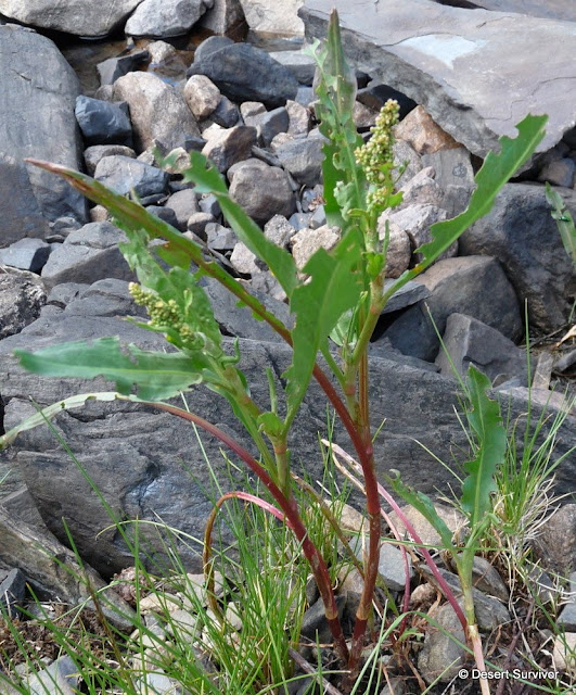 TỰ KHÁM,CHỮA BỆNH.: Chi Chút chít - Rumex (L.)