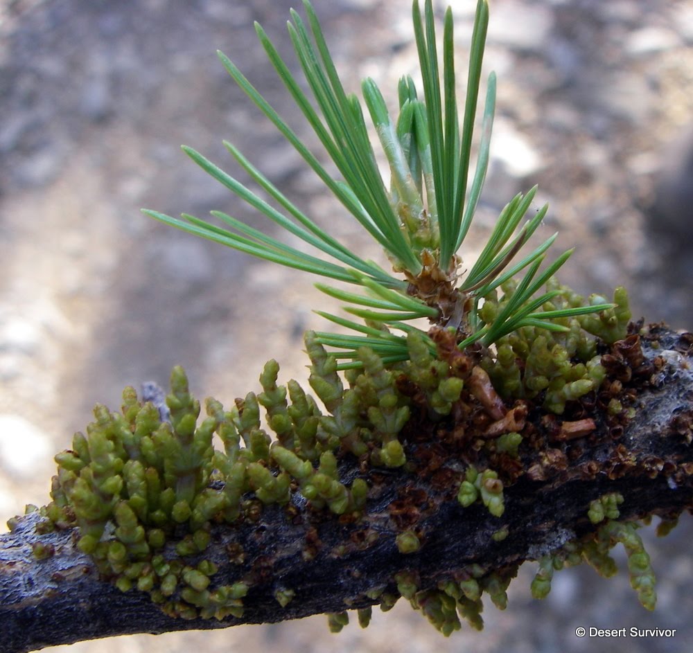 A Plant a Day: Limber Pine Dwarf Mistletoe-Arceuthobium cyanocarpum