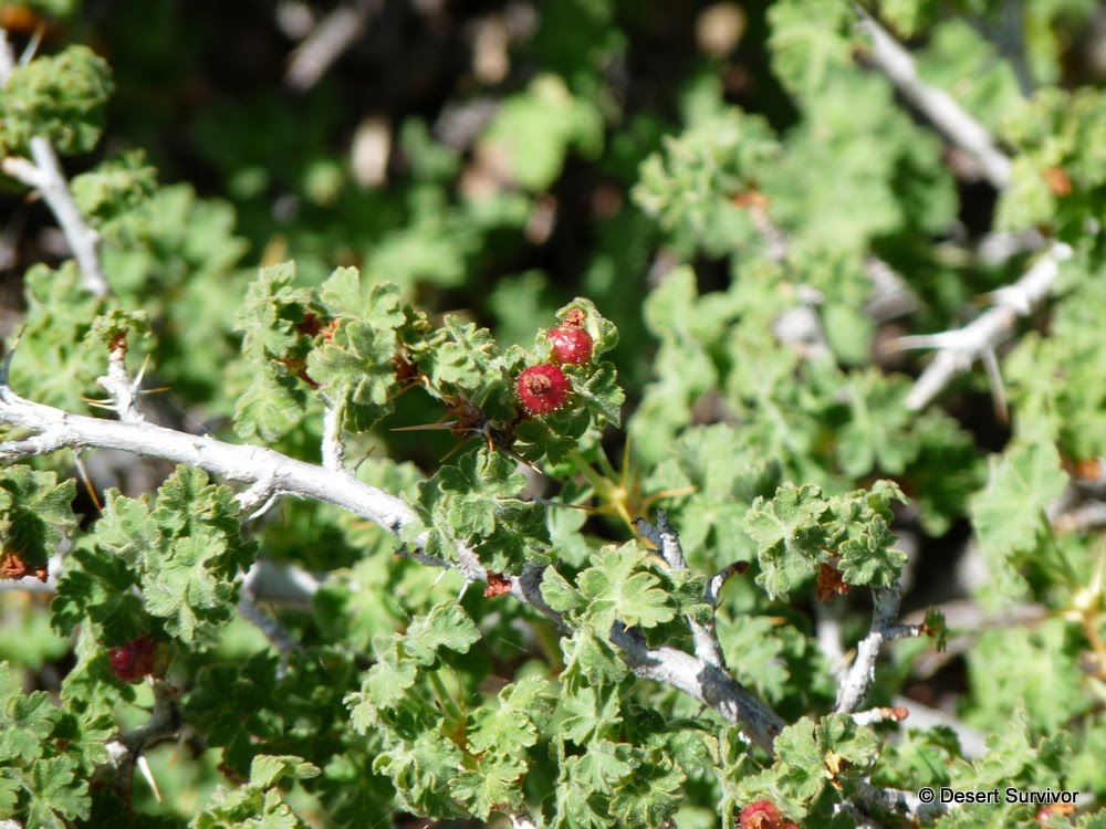 A Plant a Day: Gooseberry Currant-Ribes montigeneum