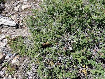 A Plant a Day: Gooseberry Currant-Ribes montigeneum