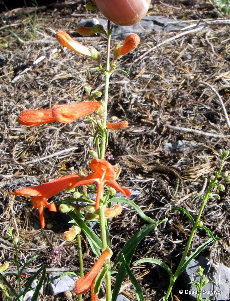 A Plant a Day: Bridge Penstemon-Penstemon rostriflorus