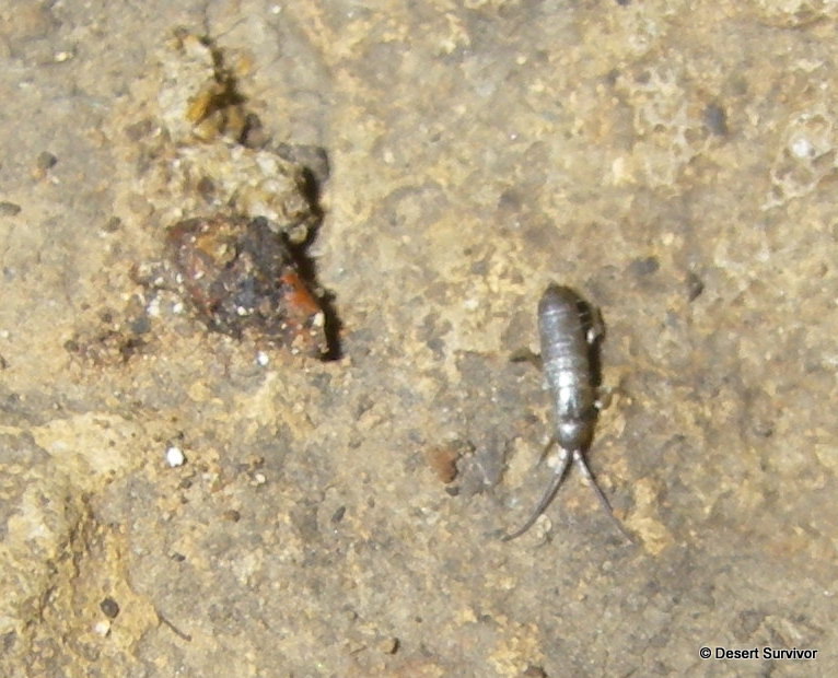 Desert Survivor: Bowers Cave