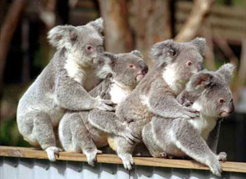 Totul despre ursi: Ursul Koala