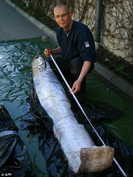 My Funny: A Giant Oarfish : Regalecus Glesne aka King of Herrings ...