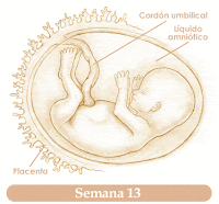 Semana 13: El bebé crece y la mamá aumenta de peso | Embarazo, Bebés