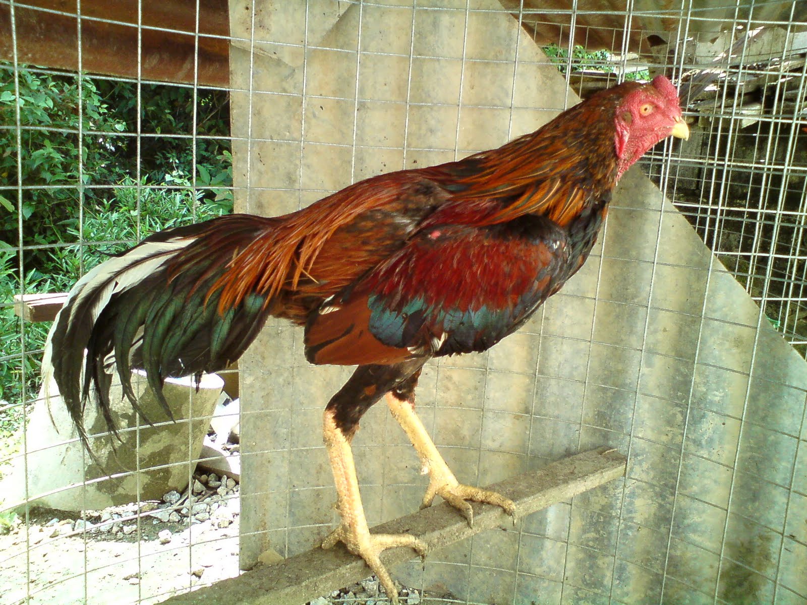 bestbreeder: ayam btng kaki dn hjng yang cantik