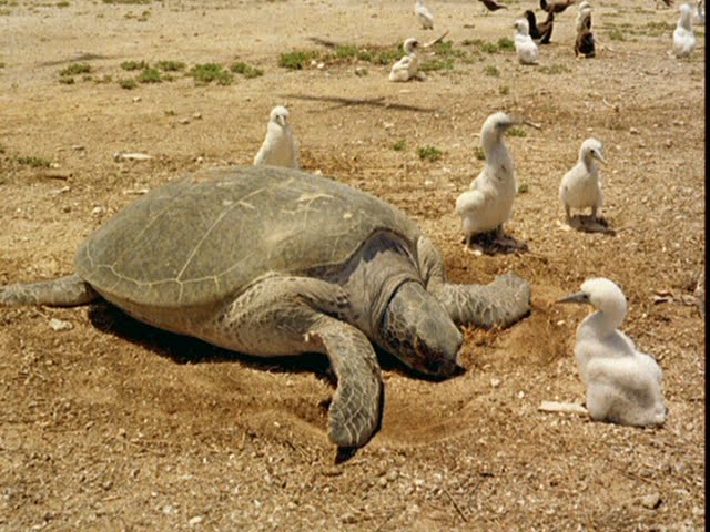 Cannibal Holocaust Turtle