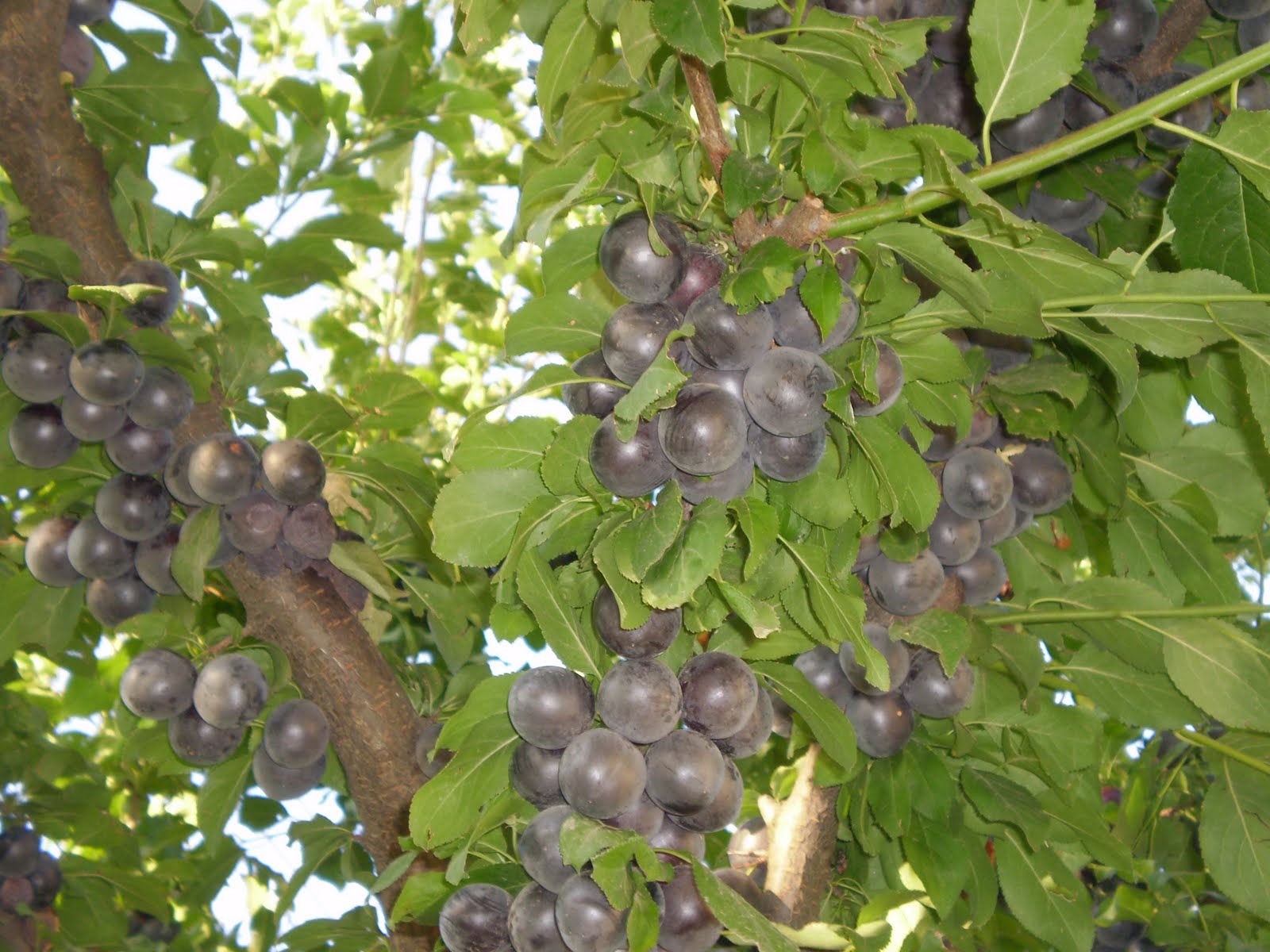 munti si dealuri: corcoduse