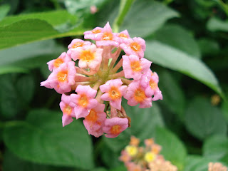 BEAUTIFUL SRI LANKA: January 2010