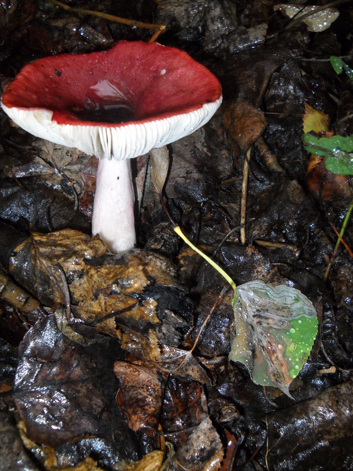 So You're Moving to Alaska--Good for You!: Magic Mushrooms