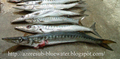 Azoresub: Bicuda (sphyraena viridensis)