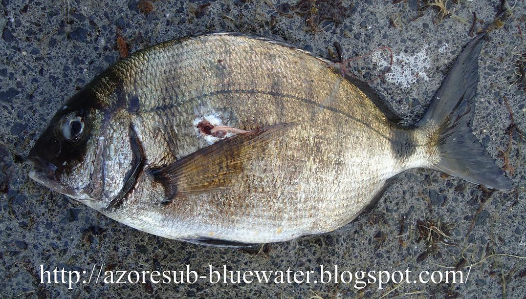 Azoresub: Sargo (Diplodus sargus cadenati)