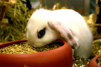 Rabbit Care Guide: Feeding rabbits for raising a healthy and long life.