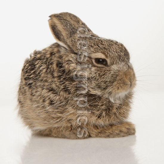 Rabbit Care Guide: Baby Rabbit Care - What To Do If You Have Bunny Newborns