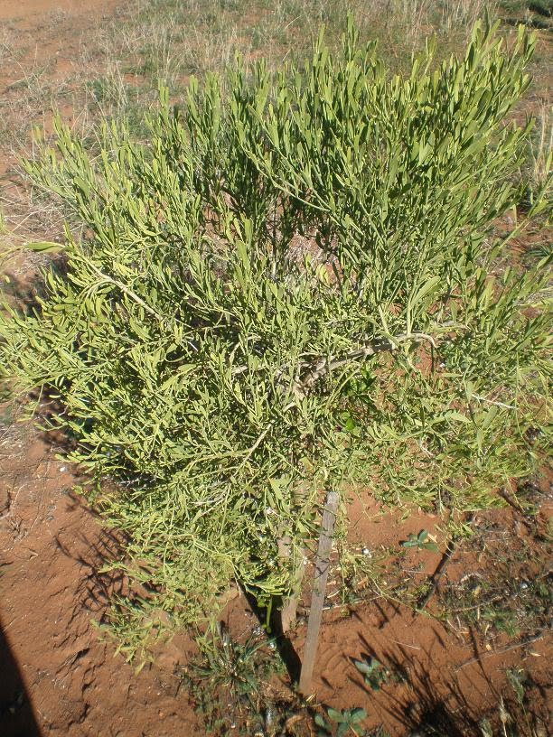 Life Without Anchovies: Bush Tucker