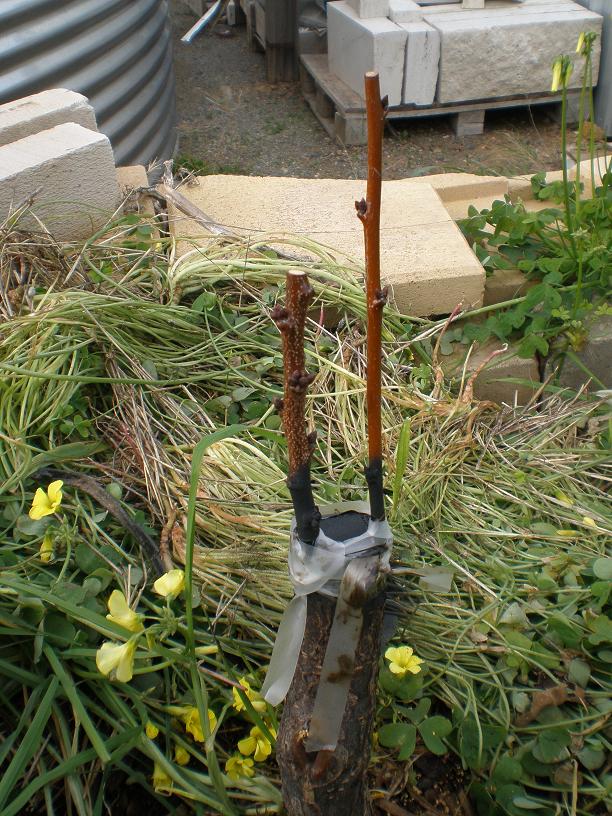 Life Without Anchovies: Fruit Trees, Grafting, Seeds