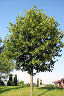 Gordon W. Fredrickson: American Basswood