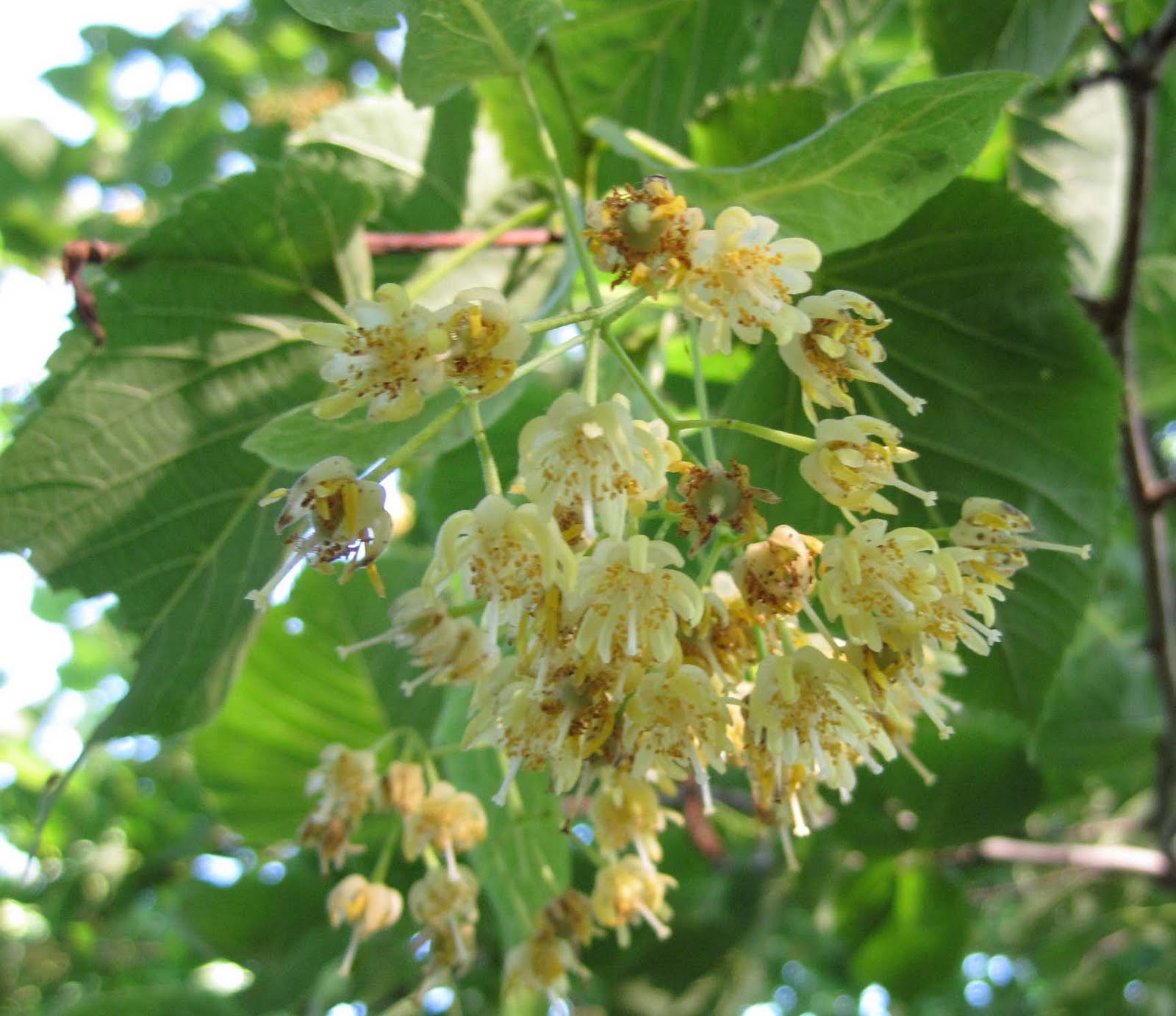 Gordon W. Fredrickson: American Basswood
