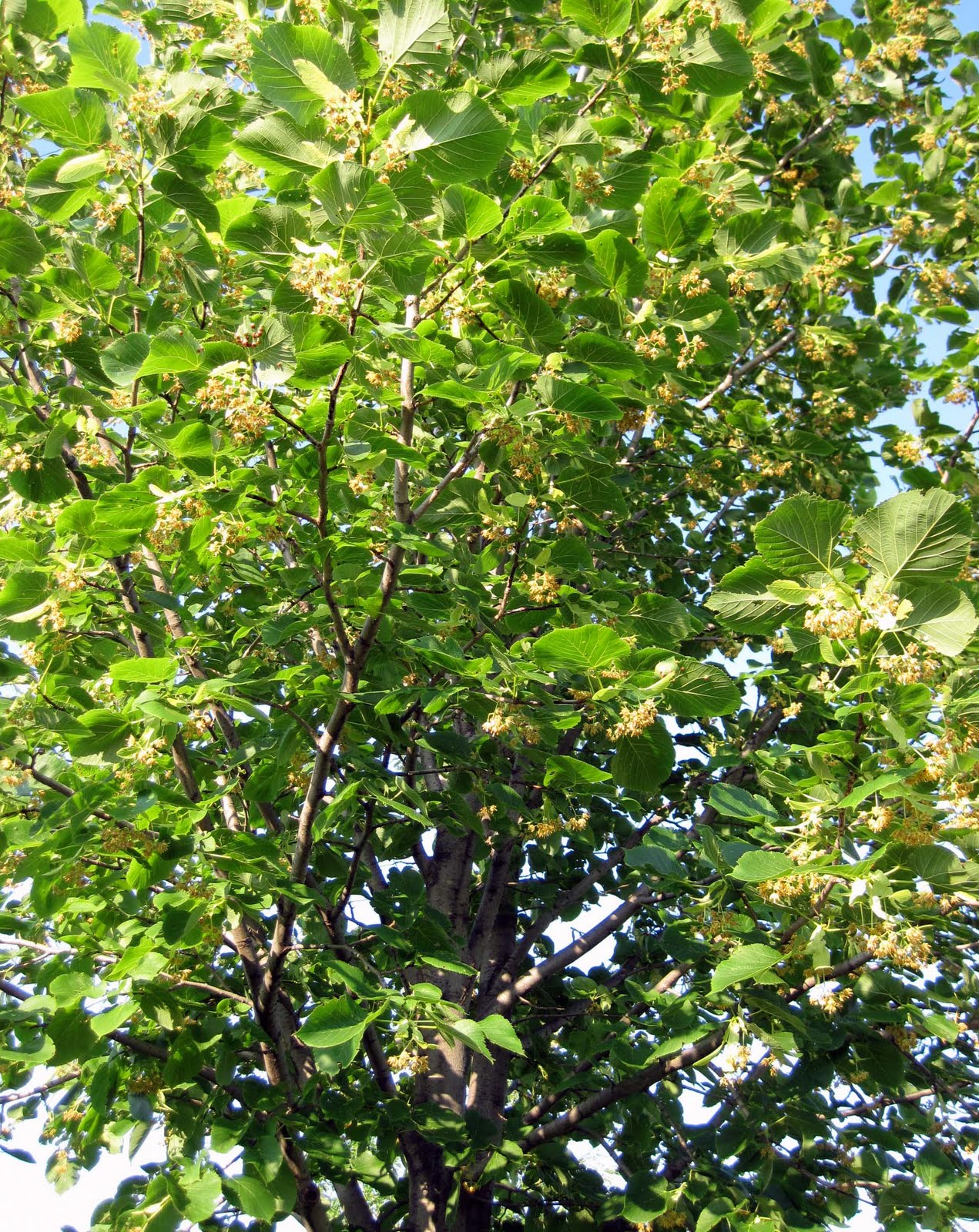 Gordon W. Fredrickson: American Basswood