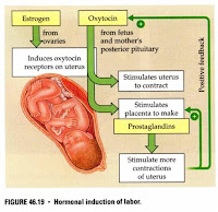 #1 Deepest Heart: Human Reproduction System