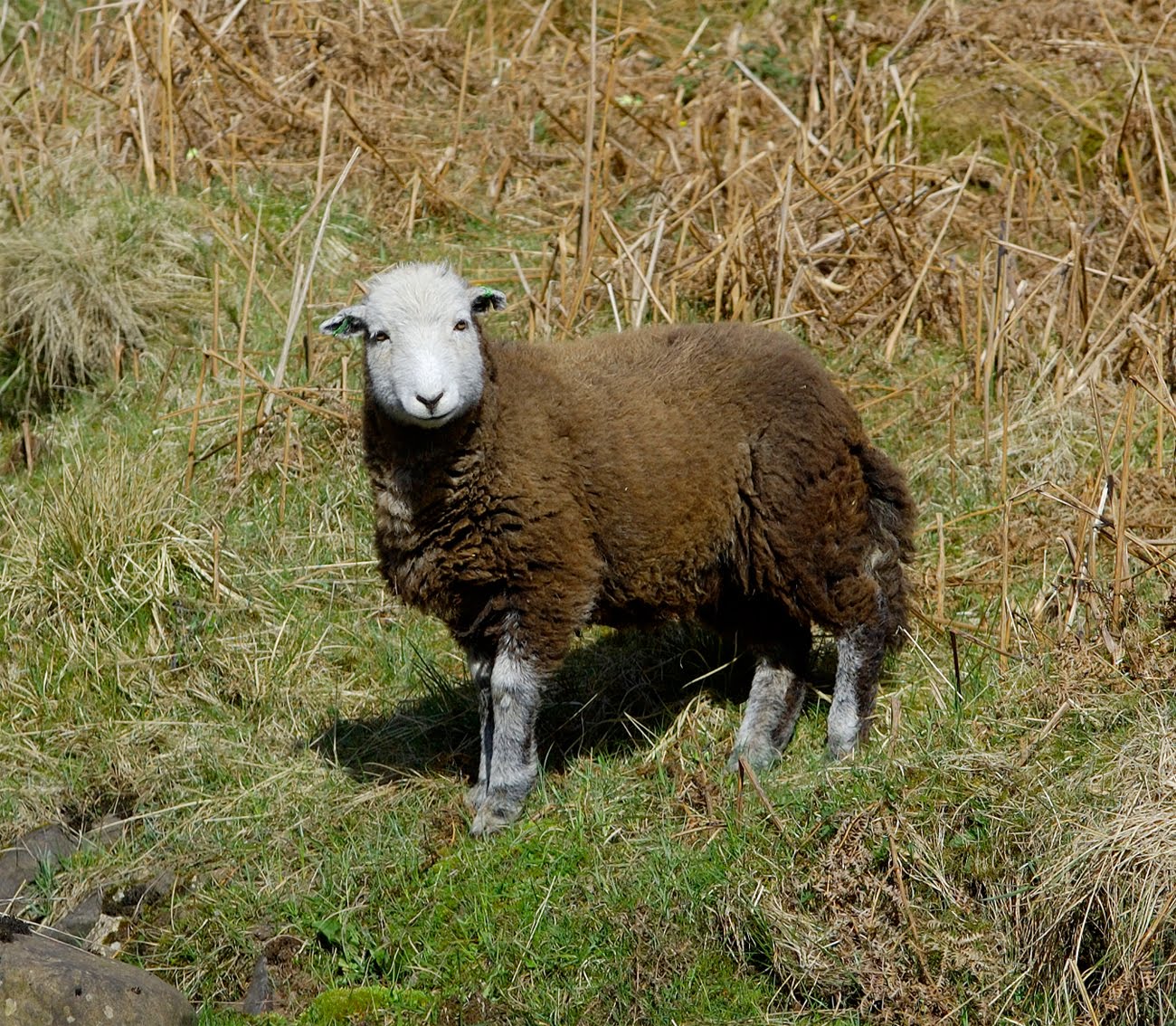 Scottish Wildlife Blog: Kilpatrick Hills, West Dunbartonshire