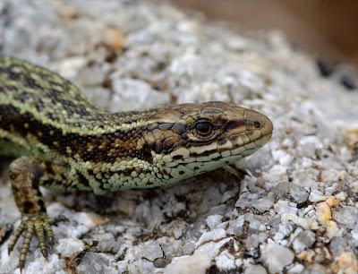 Scottish Wildlife Blog: Lochranza to Glen Catacol via Gleann Easan ...