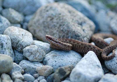 Scottish Wildlife Blog: Lochranza to Glen Catacol via Gleann Easan ...