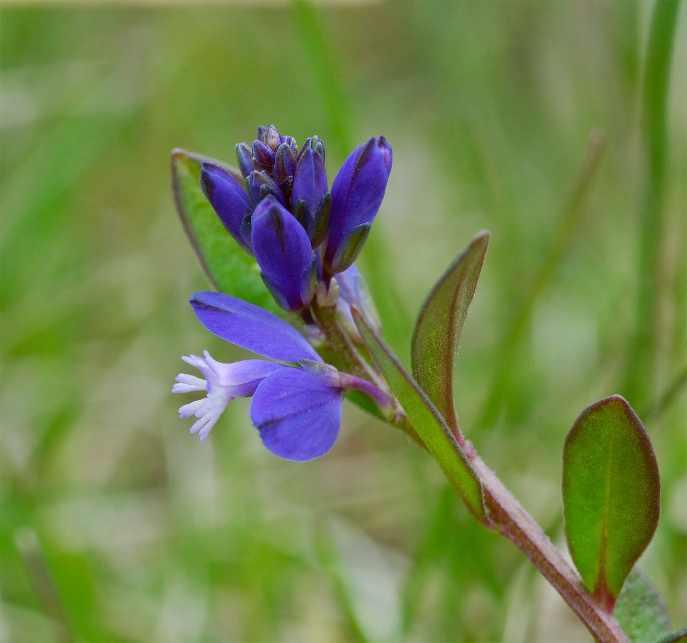 Scottish Wildlife Blog: Kilpatrick Hills, West Dunbartonshire