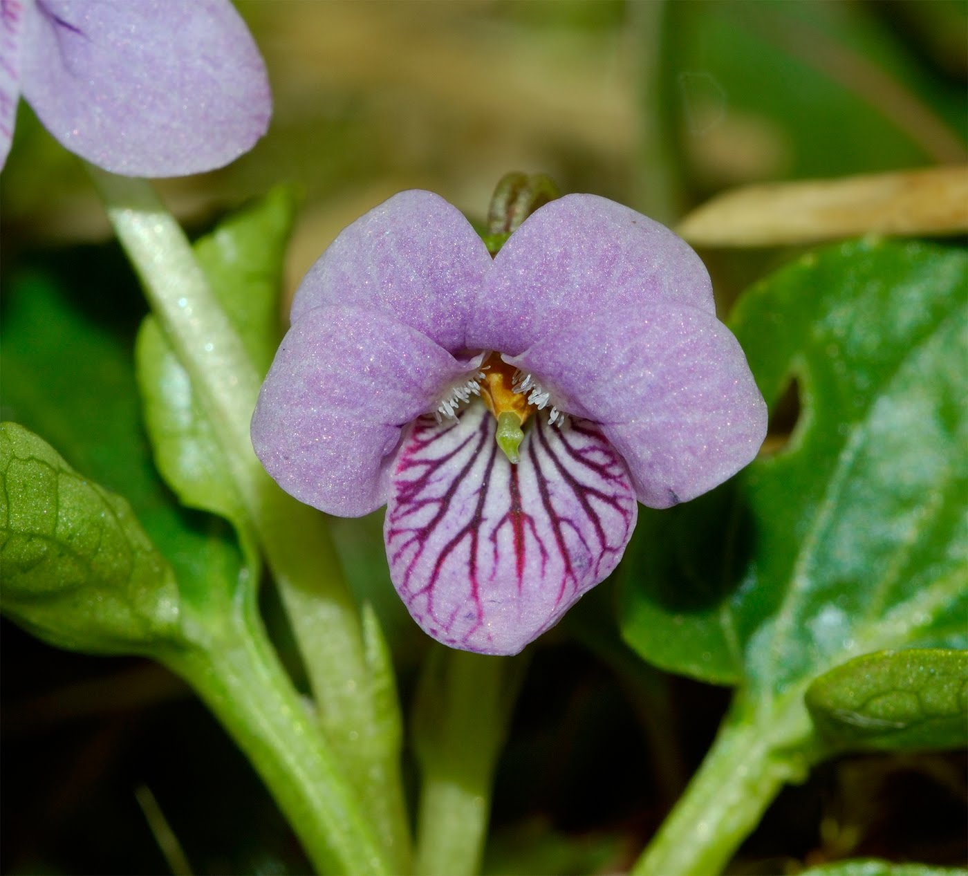 Scottish Wildlife Blog: Kilpatrick Hills, West Dunbartonshire
