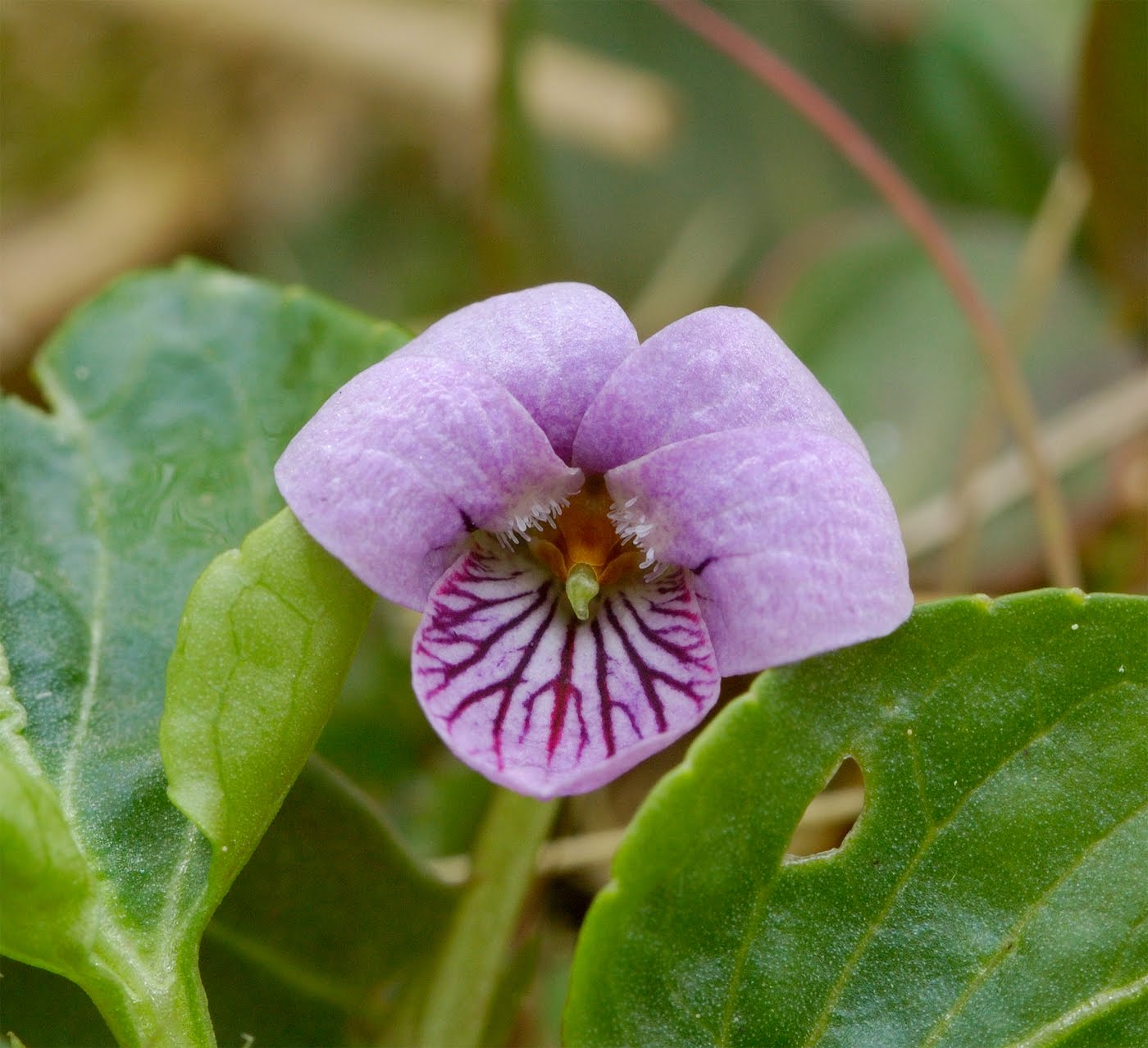 Scottish Wildlife Blog: Kilpatrick Hills, West Dunbartonshire