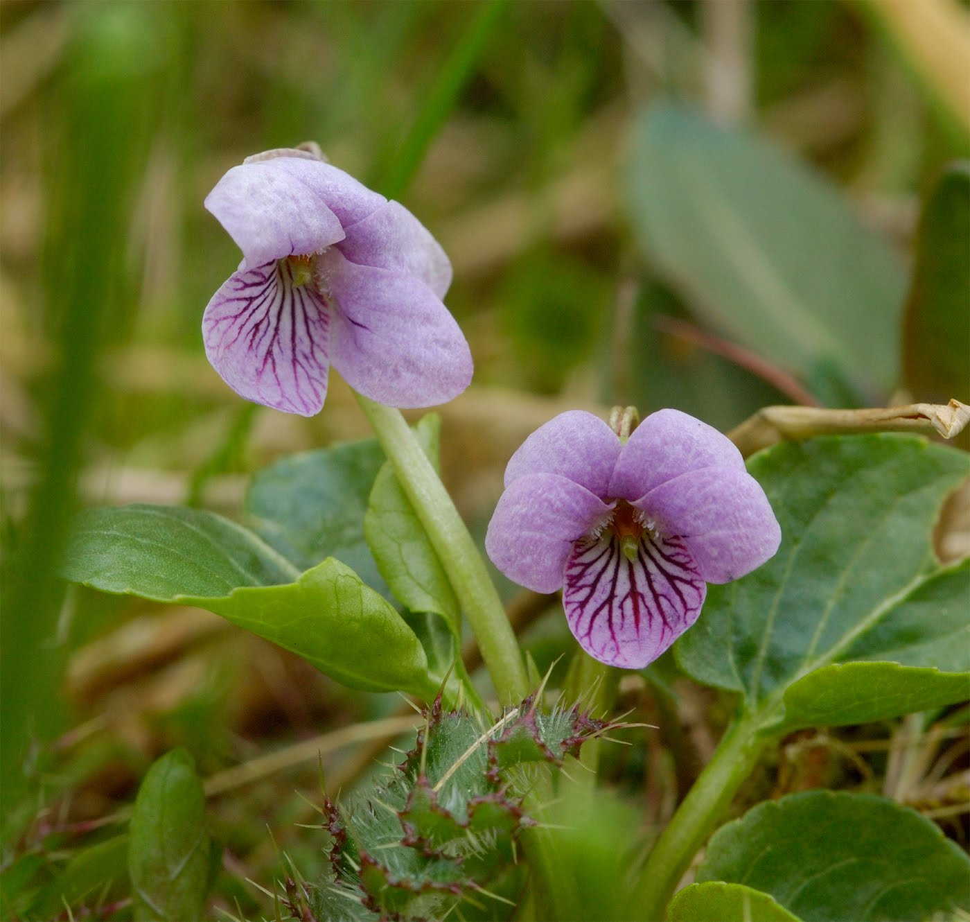 Scottish Wildlife Blog: Kilpatrick Hills, West Dunbartonshire