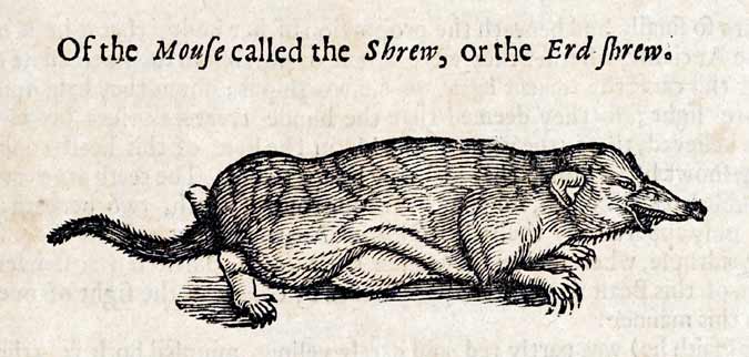 Scottish Wildlife Blog: Kilpatrick Hills, West Dunbartonshire