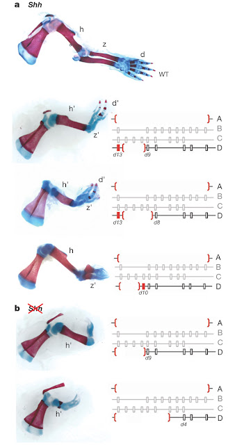 Ashland Vertebrate Biology: Evolution of tetrapod limbs