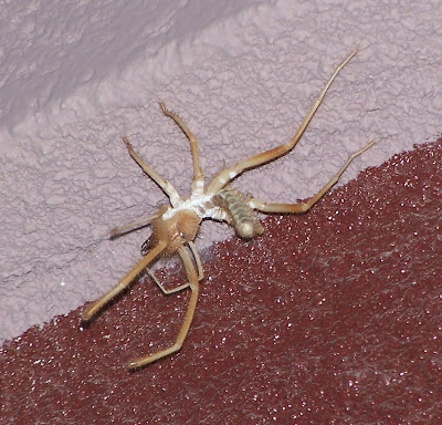 Arizona Gronseth Report: Sun Spider