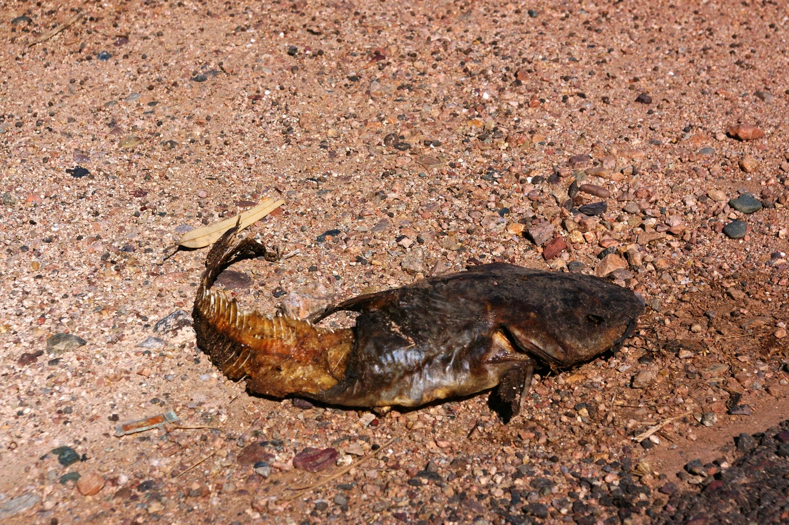 Arizona Gronseth Report: The Elusive Desert Sand Fish