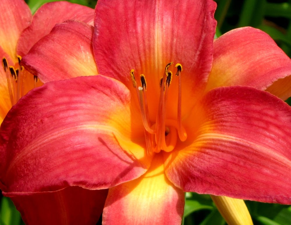 Tulsa Gentleman: Ruby Tuesday - Red Daylily