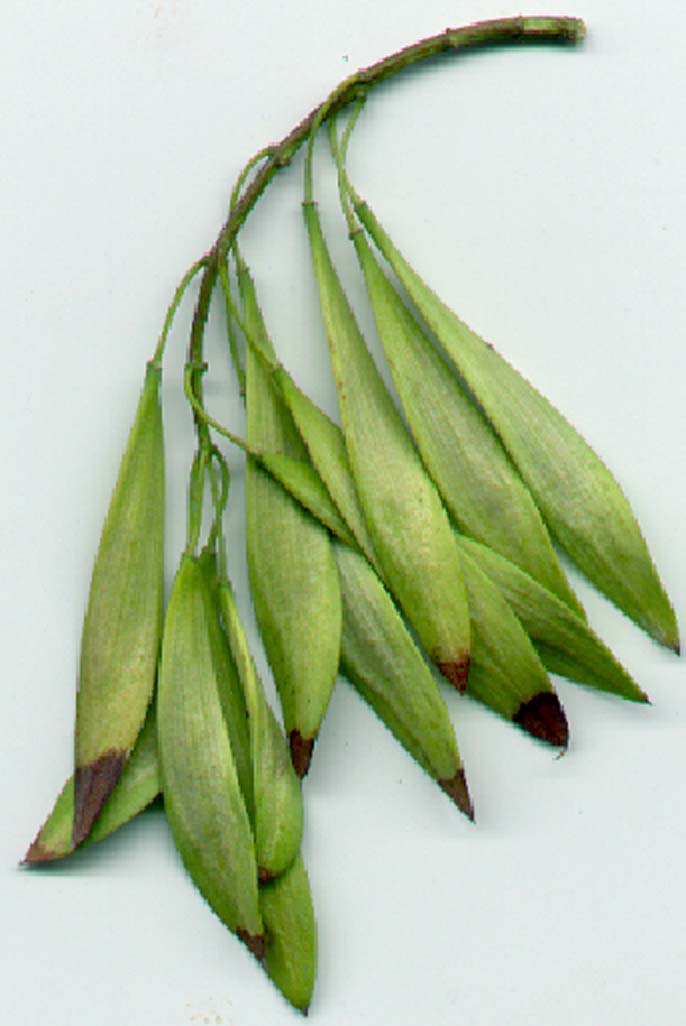 parquealamillo-encinarosa: FRESNO - Fraximus angustifolia. L - Oleácea